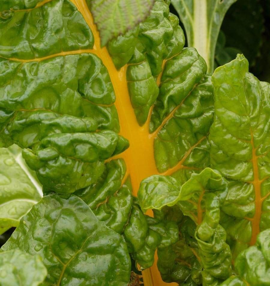 Canary Yellow Swiss Chard Seeds – West Coast Seeds