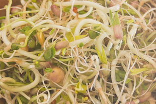 Fall Rye Cover Crop Seeds – West Coast Seeds