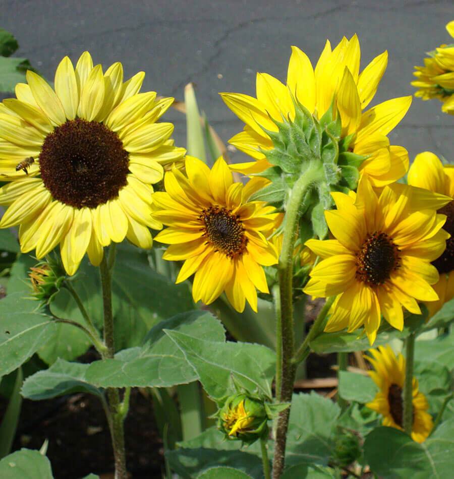 Short Blend Sunflowers Seeds – West Coast Seeds