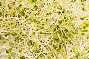 How to Grow Fall Rye – West Coast Seeds