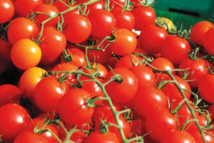 Kelsae Sweet Onion Seeds – West Coast Seeds