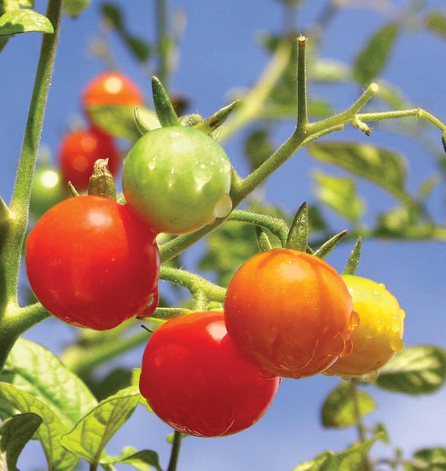 Gardener's Delight Cherry Tomato Seeds – West Coast Seeds