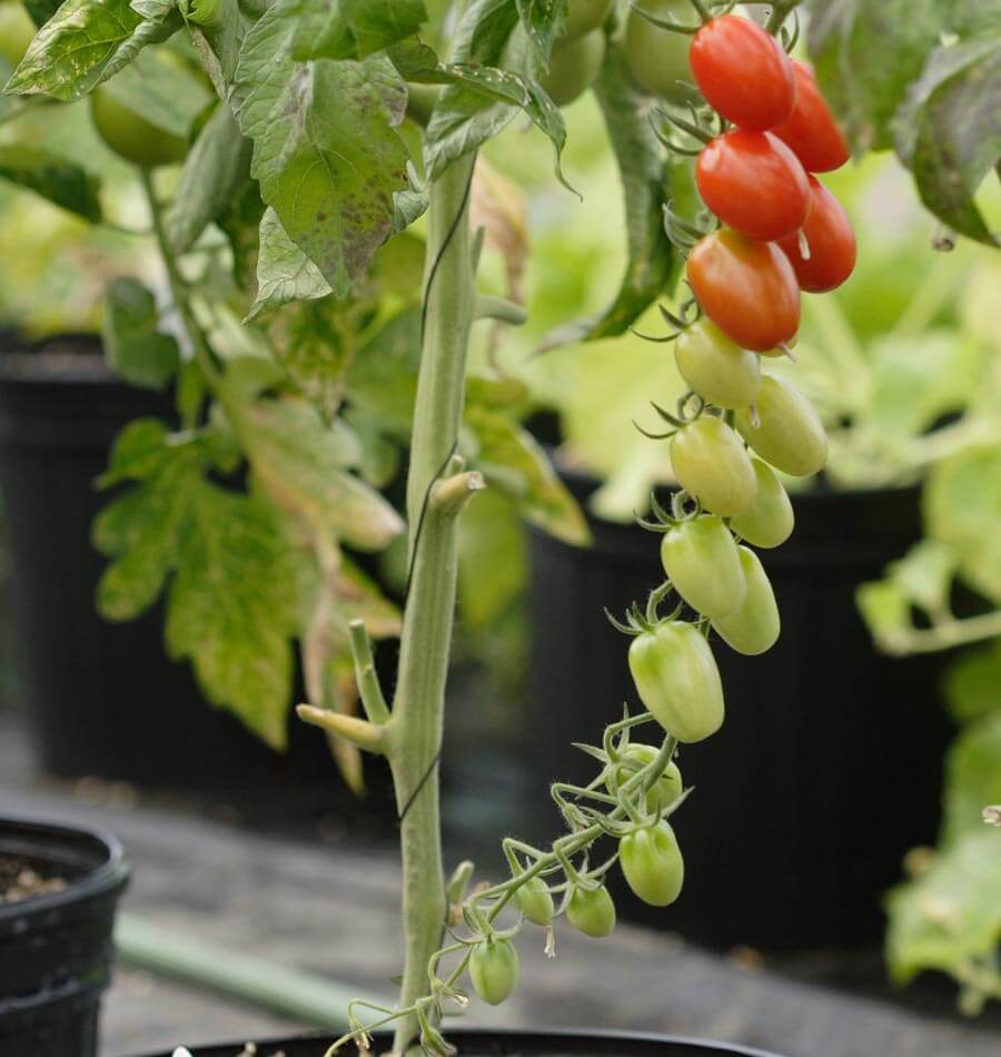 Grape Tomato Plants