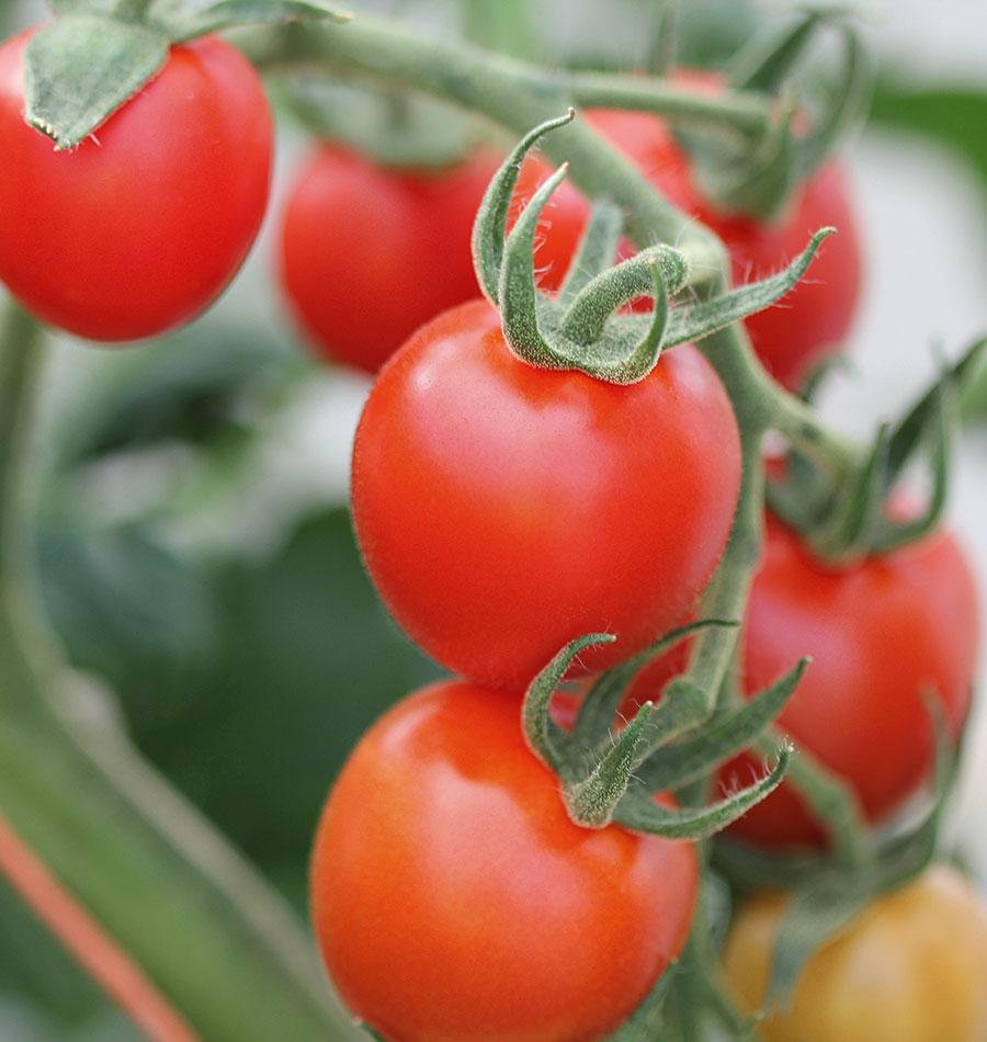 Mountain Magic Tomato Seeds – West Coast Seeds