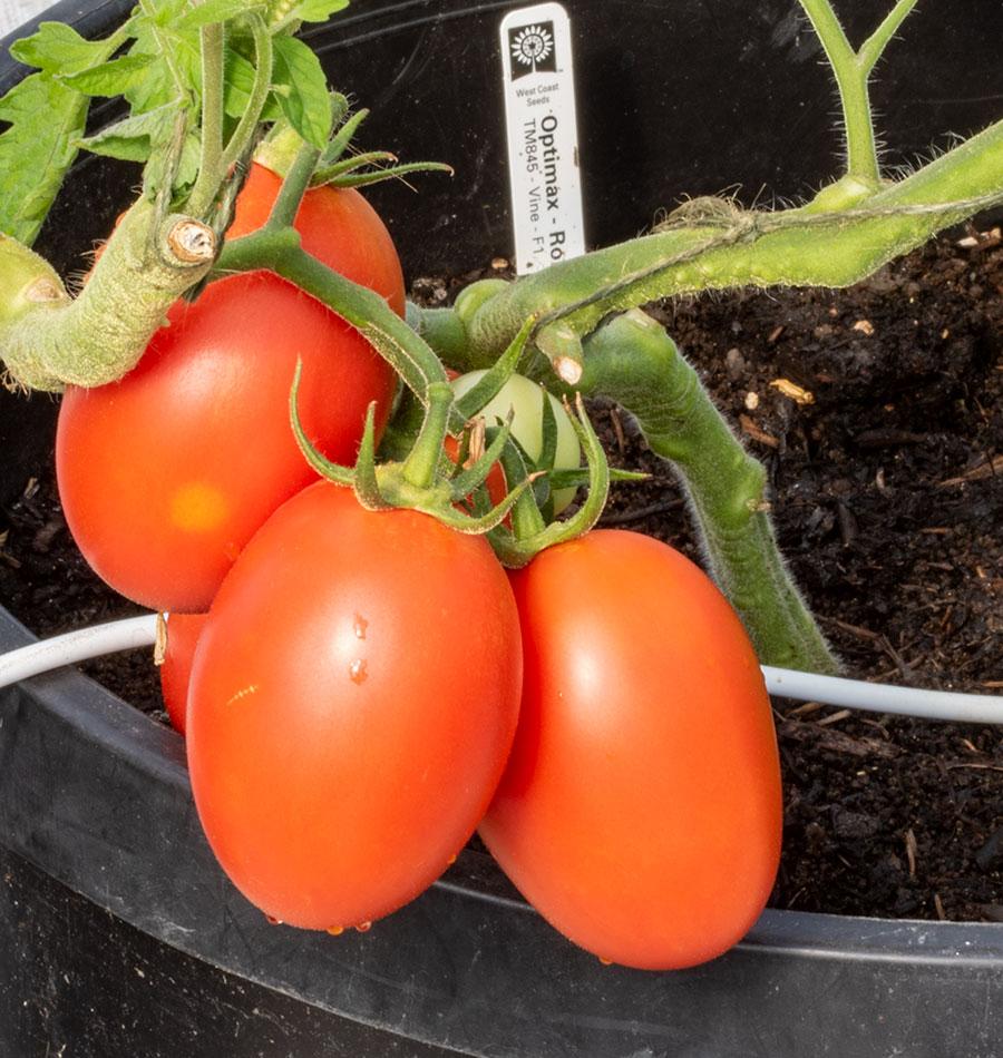 Optimax Roma Tomato Seeds – West Coast Seeds
