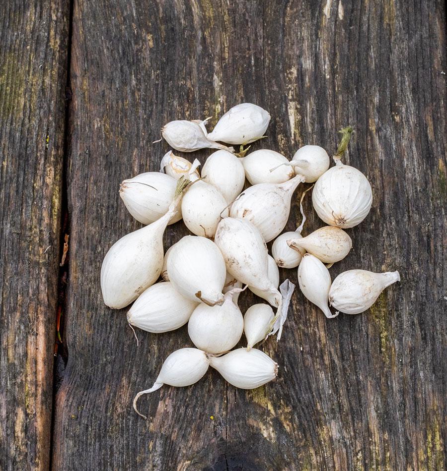 White Onion Sets – West Coast Seeds