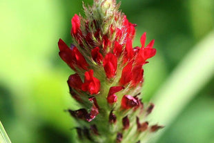 What Are Hybrid Seeds Exactly? | Hybrid Seed Definition – West Coast Seeds