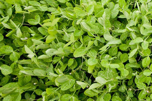 What Are Hybrid Seeds Exactly? | Hybrid Seed Definition – West Coast Seeds