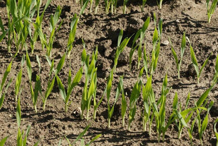 How to Grow Columbine from Seed | West Coast Seeds