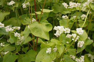 Gypsy Broccoli Seeds – West Coast Seeds
