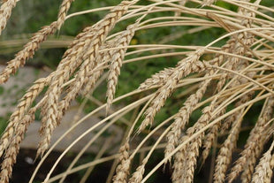 How to Grow Collinsia – West Coast Seeds