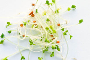 Fall Rye Cover Crop Seeds – West Coast Seeds