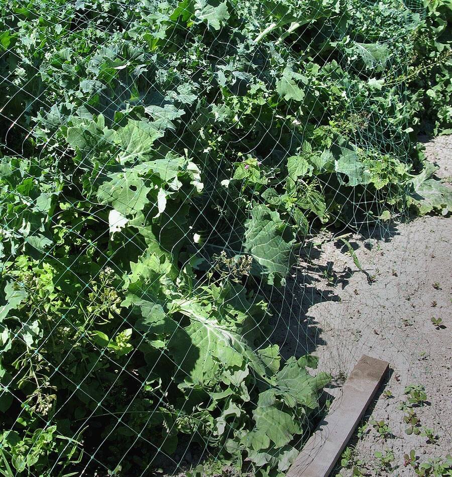 Green Garden Netting 6x12' – West Coast Seeds
