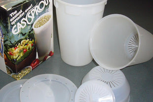 How to Grow Eucalyptus from Seeds – West Coast Seeds