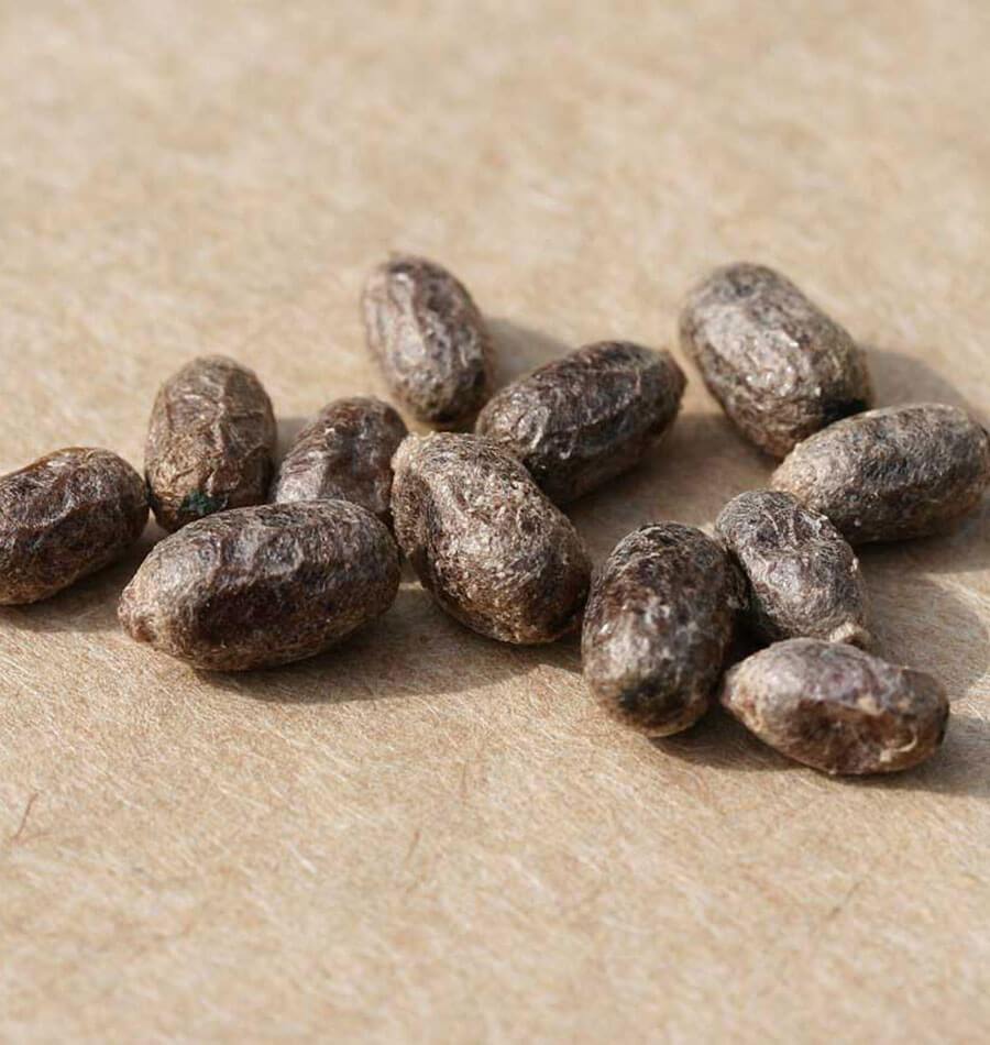 Mason Bee Cocoons – West Coast Seeds