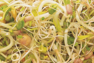 Fall Rye Cover Crop Seeds – West Coast Seeds