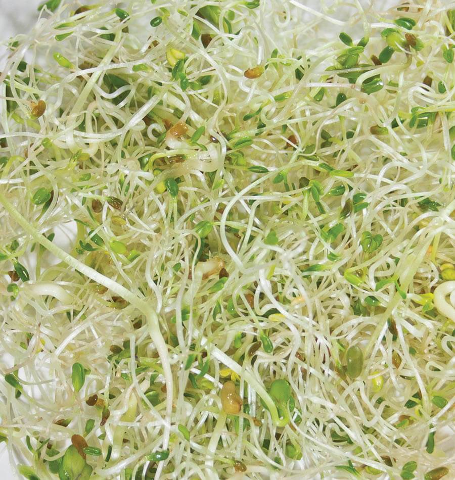 Go Go Blend Organic Sprouting Seeds – West Coast Seeds