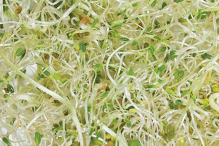 Native Plants of British Columbia – West Coast Seeds