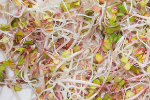 How to Grow Fall Rye – West Coast Seeds