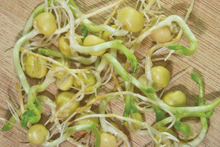 Fall Rye Cover Crop Seeds – West Coast Seeds