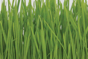 Native Plants of British Columbia – West Coast Seeds