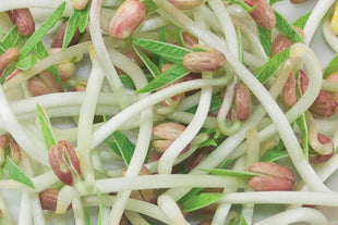 How to Grow Cosmos from Seeds – West Coast Seeds