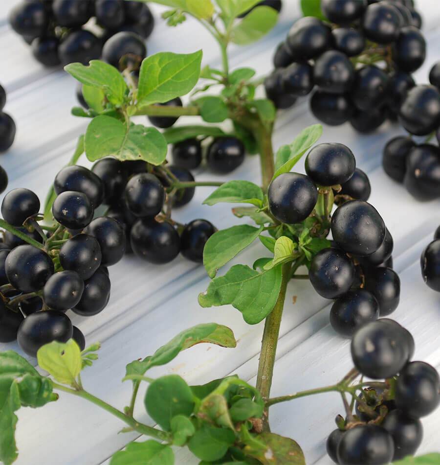 Garden Huckleberry Seeds for Organic Growing – West Coast Seeds